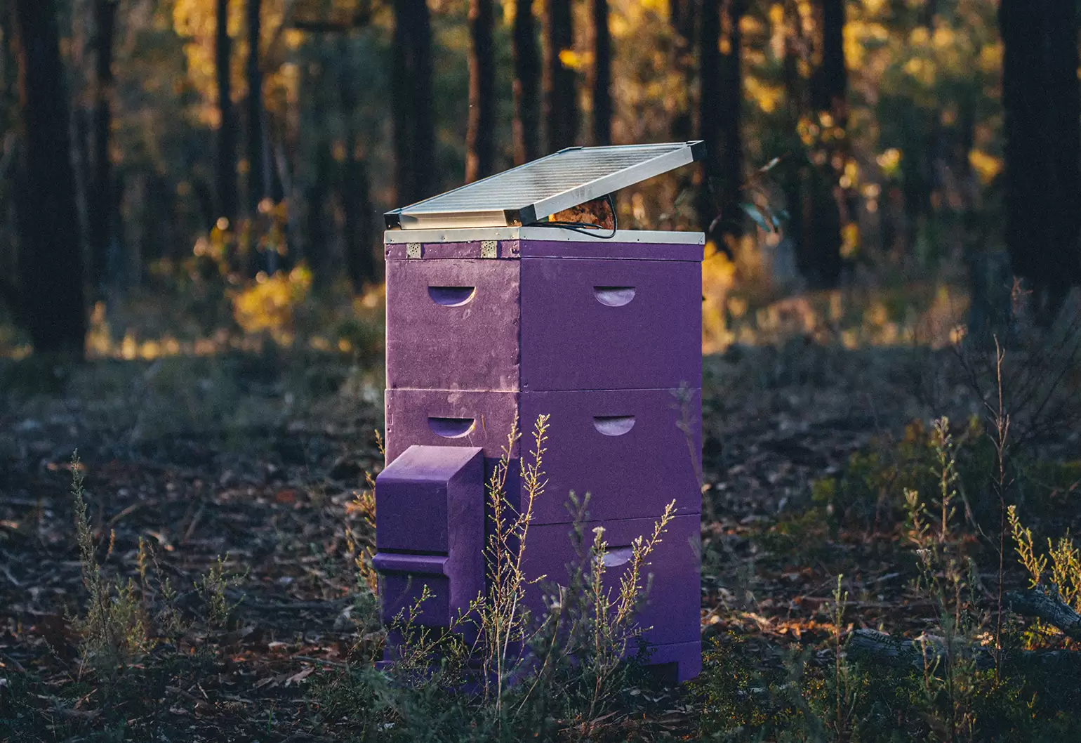 A new AI system to protect hives from a devastating pest has bee enthusiasts buzzing - create ...