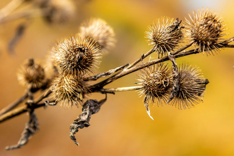 From birds to burrs, here are four examples of biomimicry at work ...