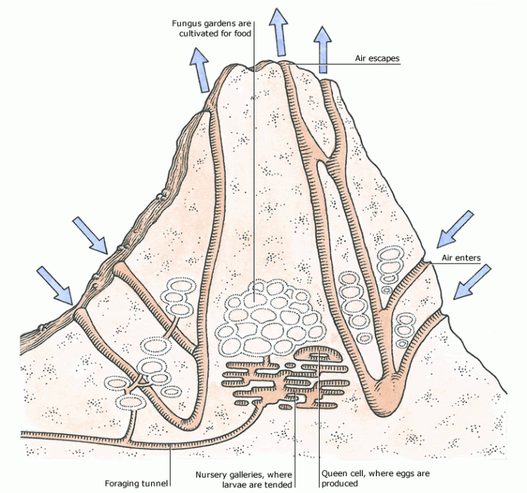 Three award-winning buildings that use biomimicry - create digital