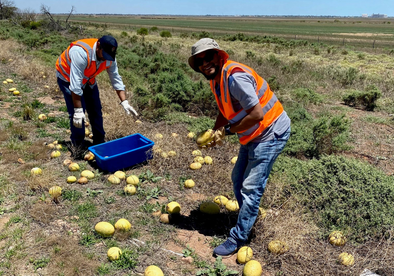 The paddy melon is a weed – so how can it help reduce carbon emissions ...