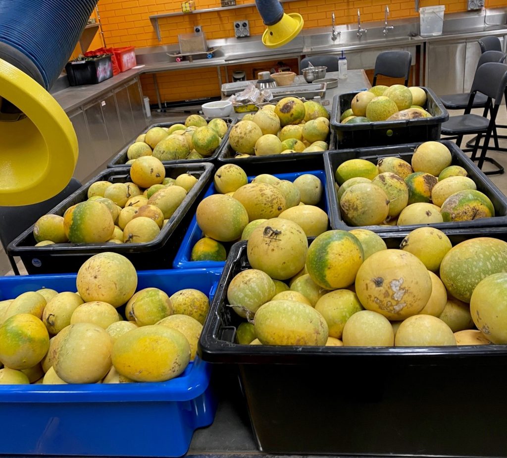 The paddy melon is a weed – so how can it help reduce carbon emissions ...